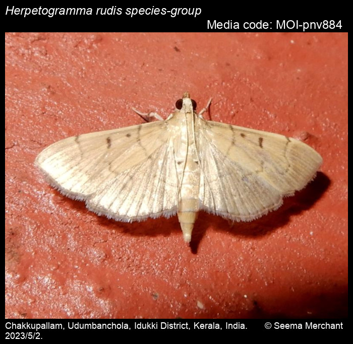 Herpetogramma rudis species-group | Moths